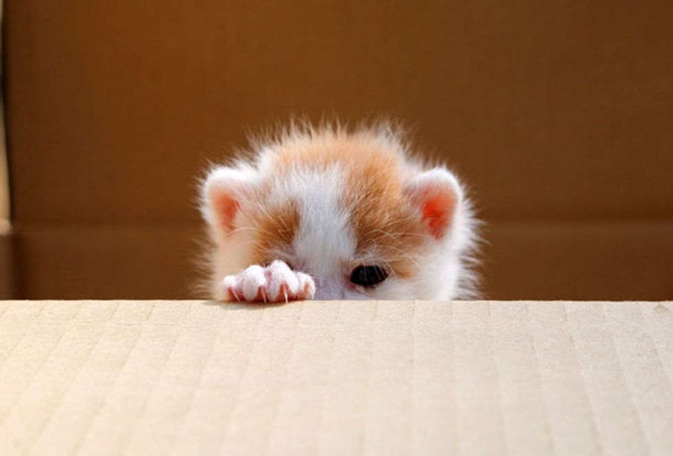 Peekaboo Kitty Love Meow