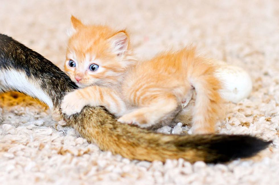 From Kitten to Cat, Dio the Ginger - Love Meow