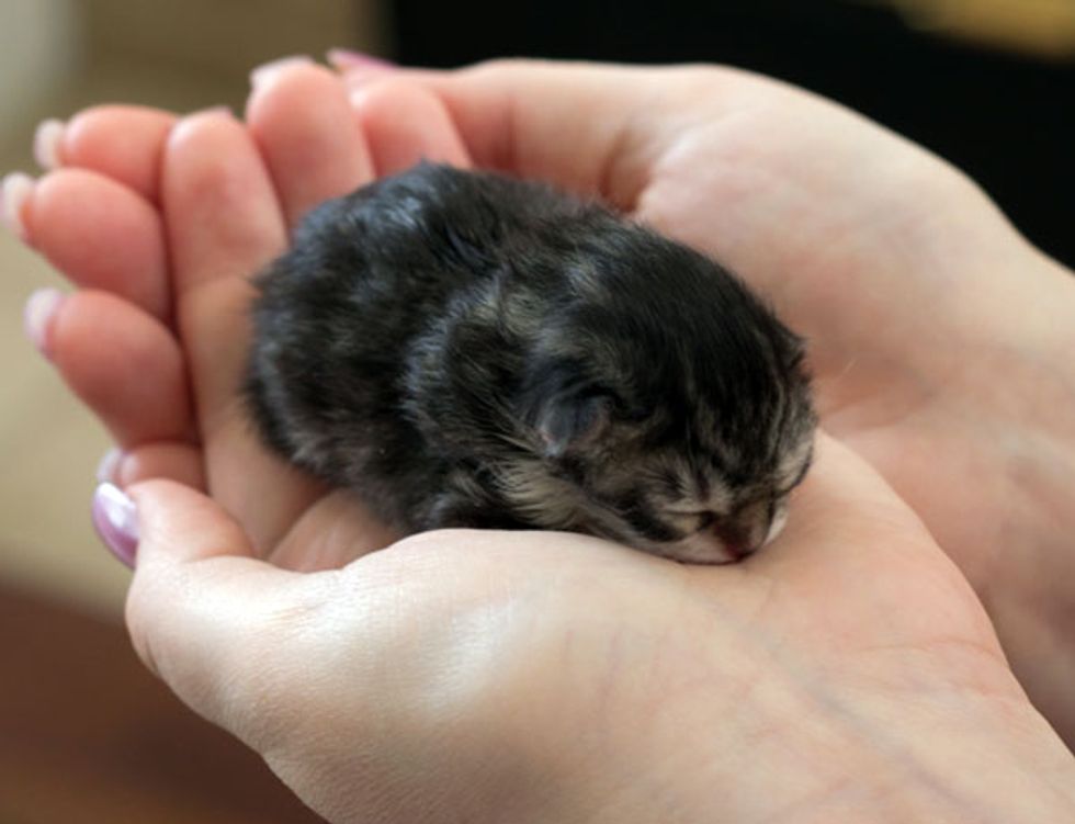 Tiny Bitty Ball of Cute - Love Meow