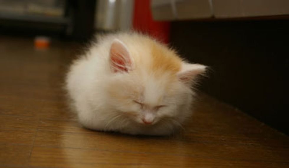 Kitty Turns into Ball of Fluff - Love Meow