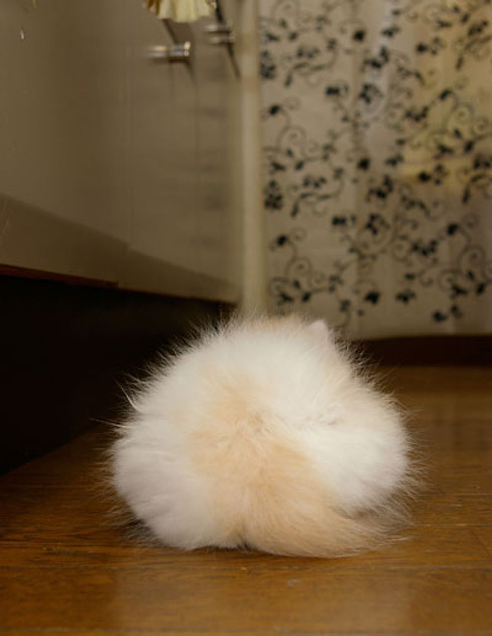 Kitty Turns into Ball of Fluff - Love Meow