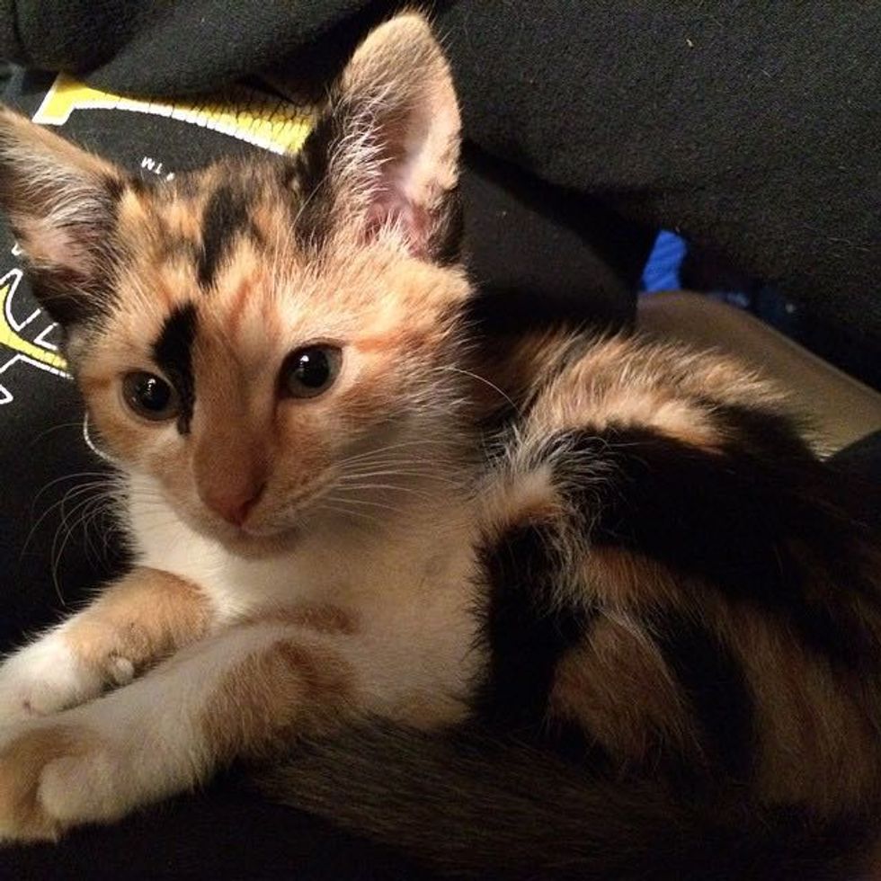 Tiny Calico Kitten Rescued Hours After Birth - Love Meow