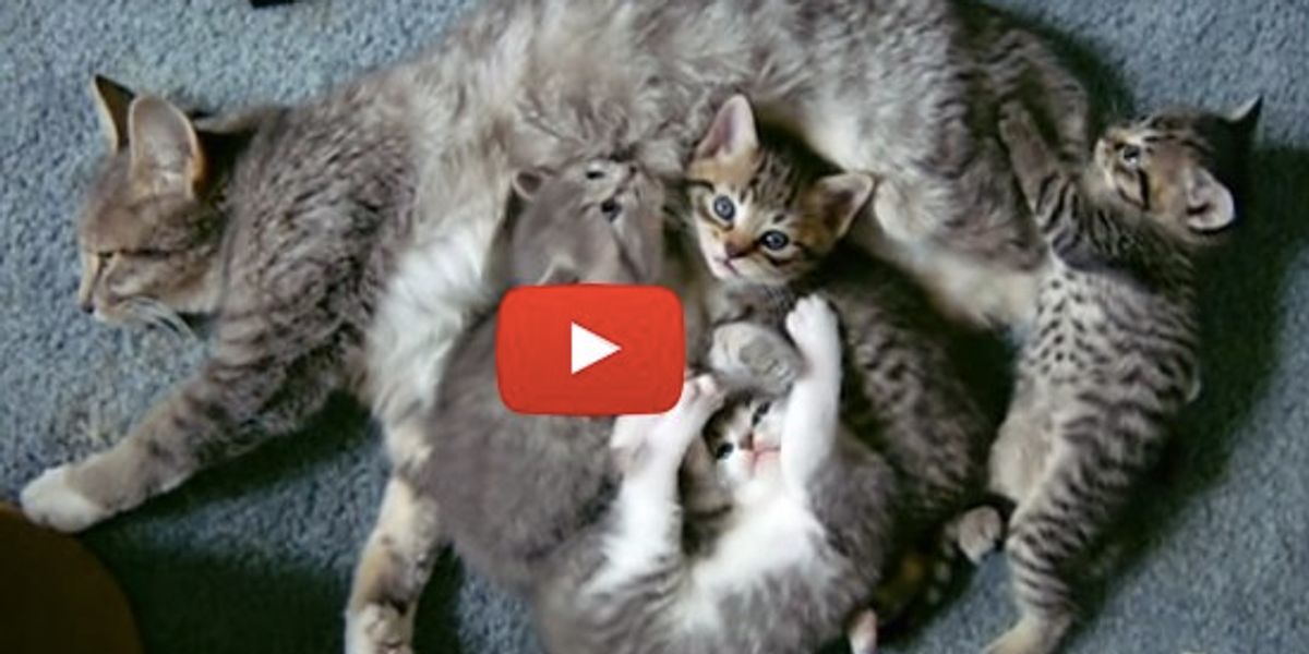 It's A Cuddle Puddle! - Love Meow