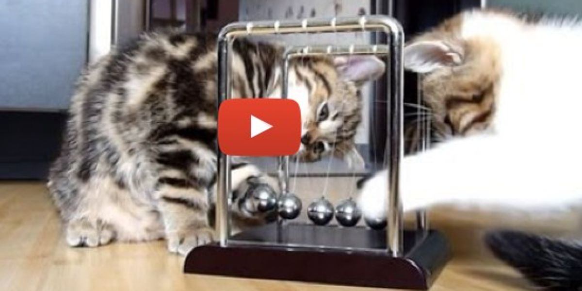 Kittens Learning Physics - Love Meow