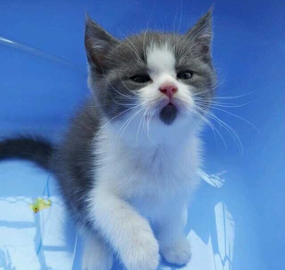 Kitty Has a Face that Looks Forever Surprised in These Cute Photos ...