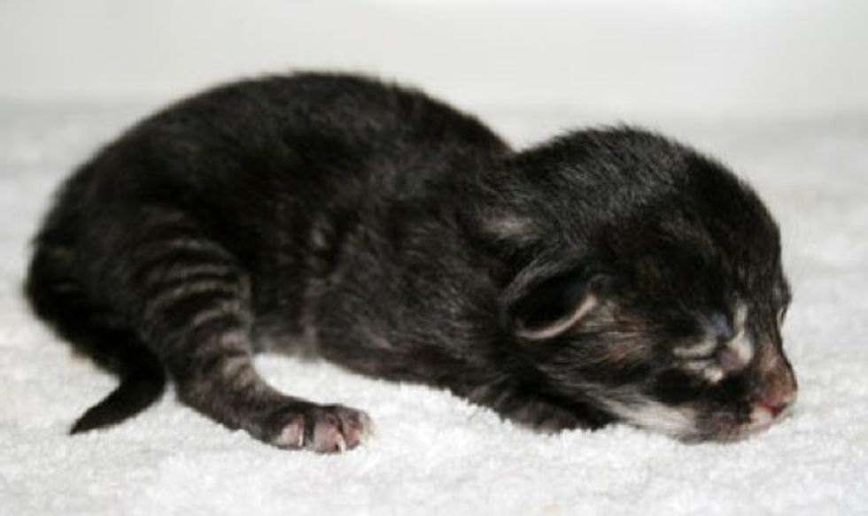 From Tiny Kitten To Majestic Norwegian Forest Cat - Love Meow