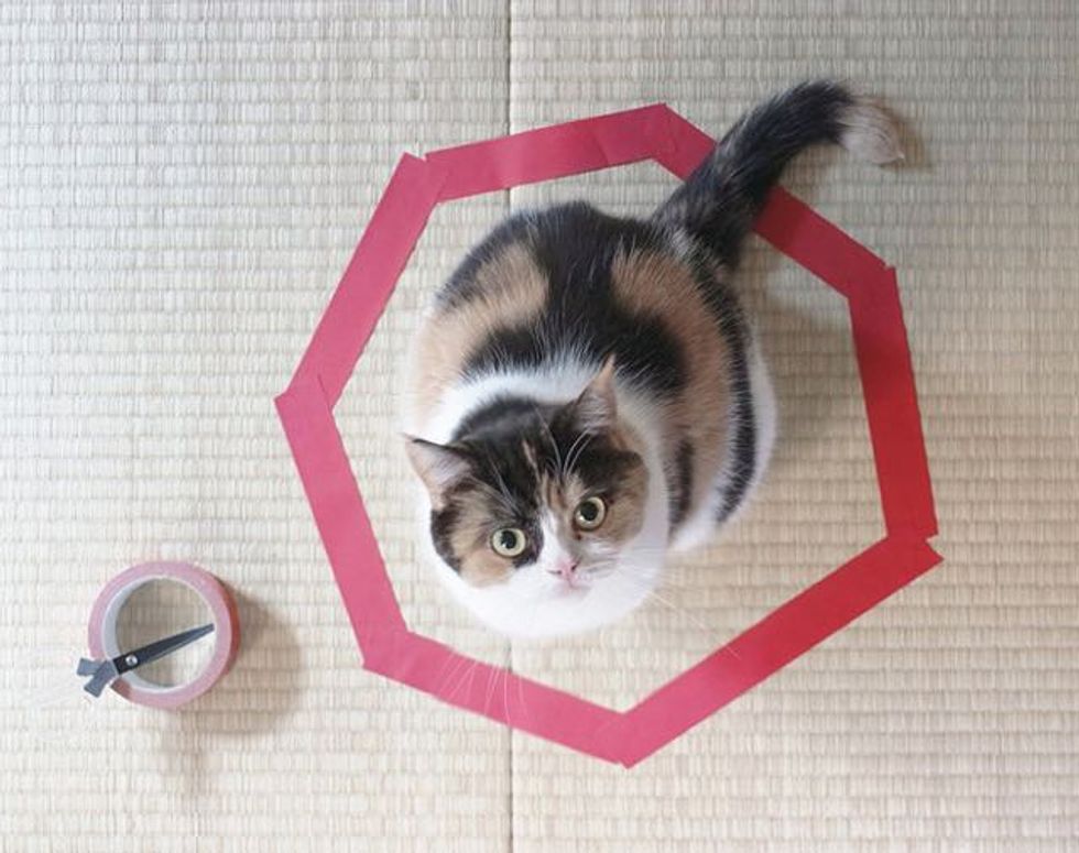 How To 'Trap' A Cat - With Instructions And Results! - Love Meow