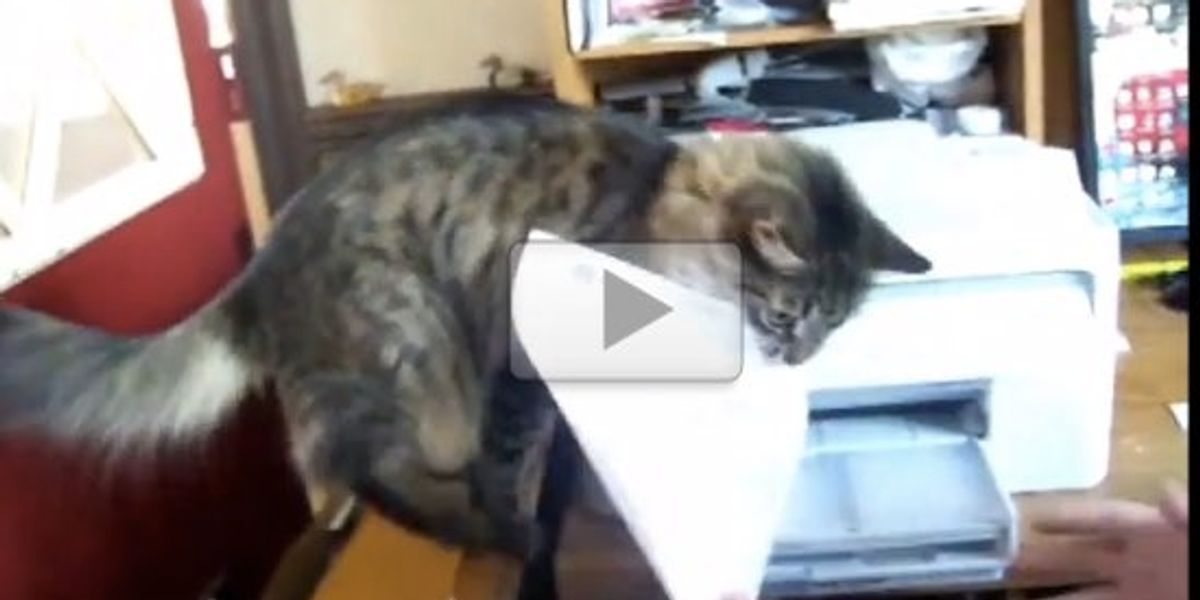 Ralph The Cat Helps Out In The Office - Love Meow