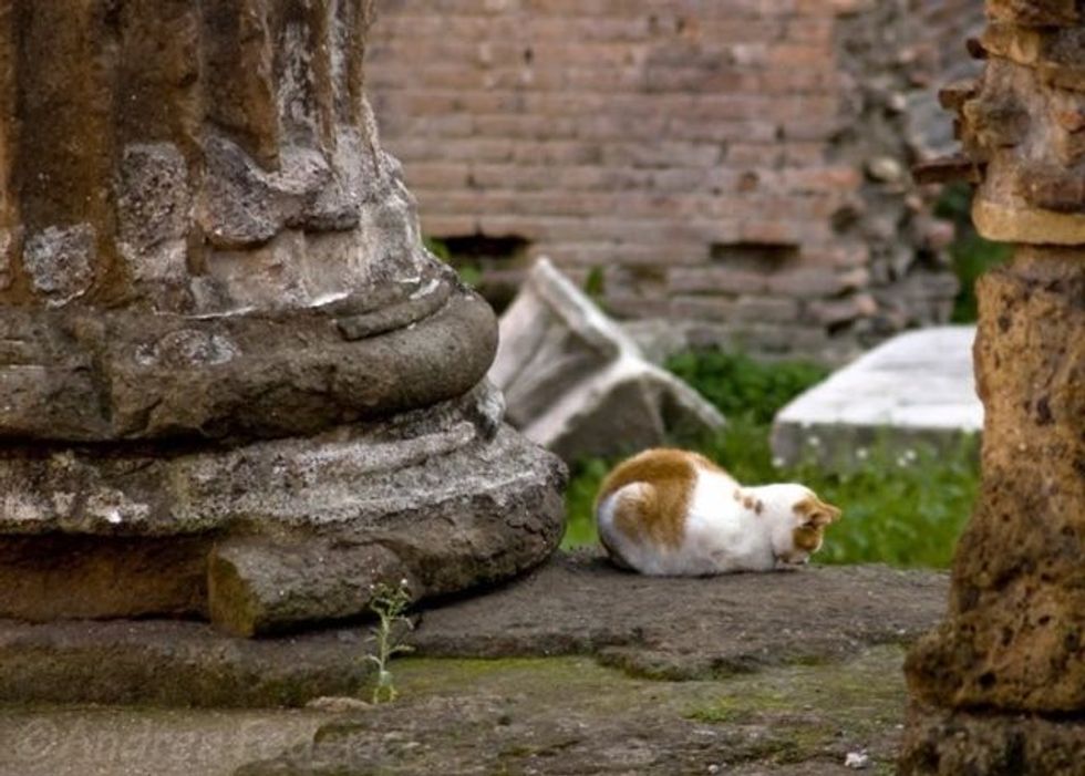 Roman Cats Turn A Historic Site Into Cat Haven - Love Meow