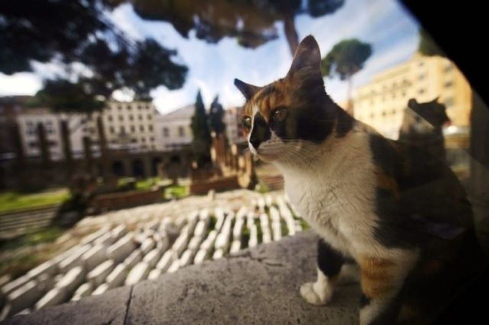 Roman Cats Turn A Historic Site Into Cat Haven - Love Meow