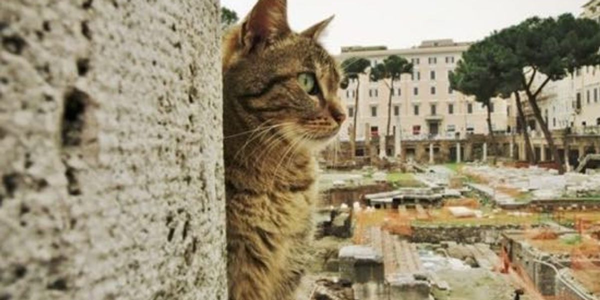 Roman Cats Turn A Historic Site Into Cat Haven - Love Meow