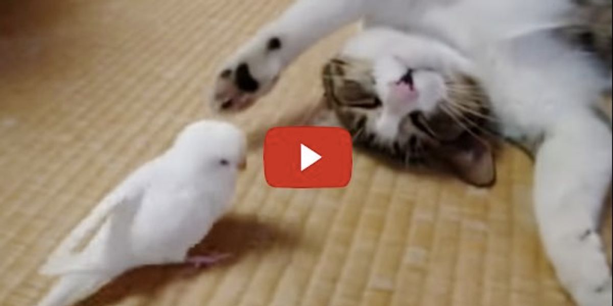 Bird wakes his best friend...a cat! - Love Meow