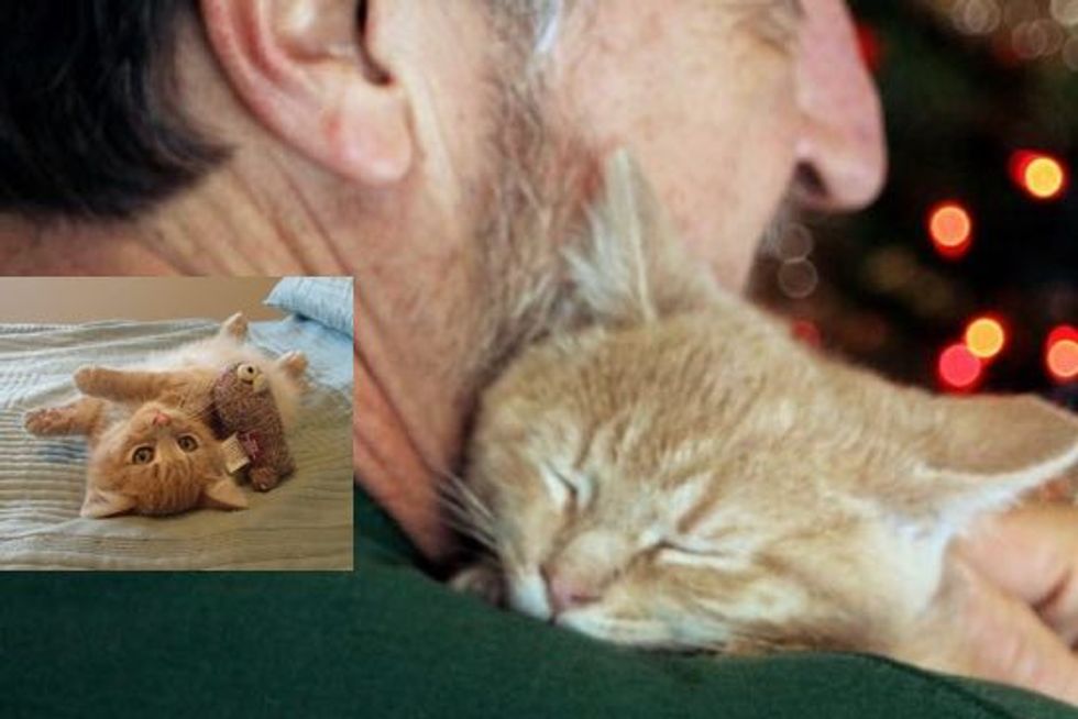 Elsa The 'Frozen' Kitten Gets Adopted! - Love Meow