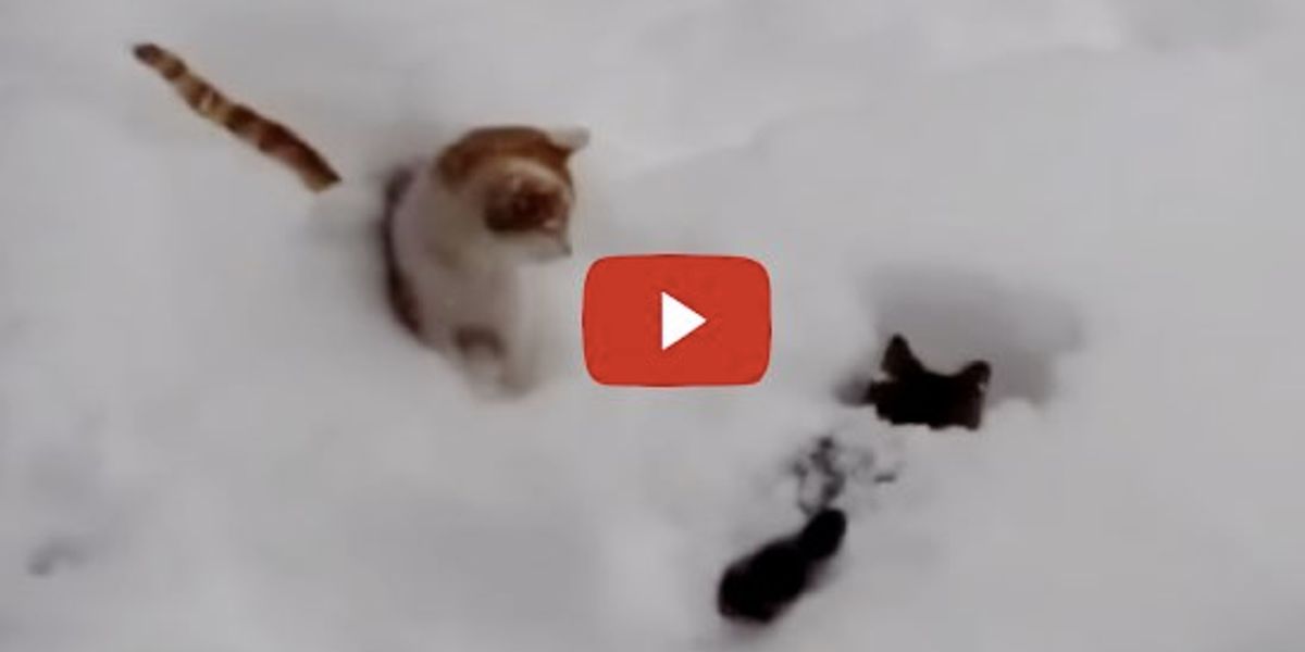 Cats Having a Great Time Playing in Snow - Love Meow