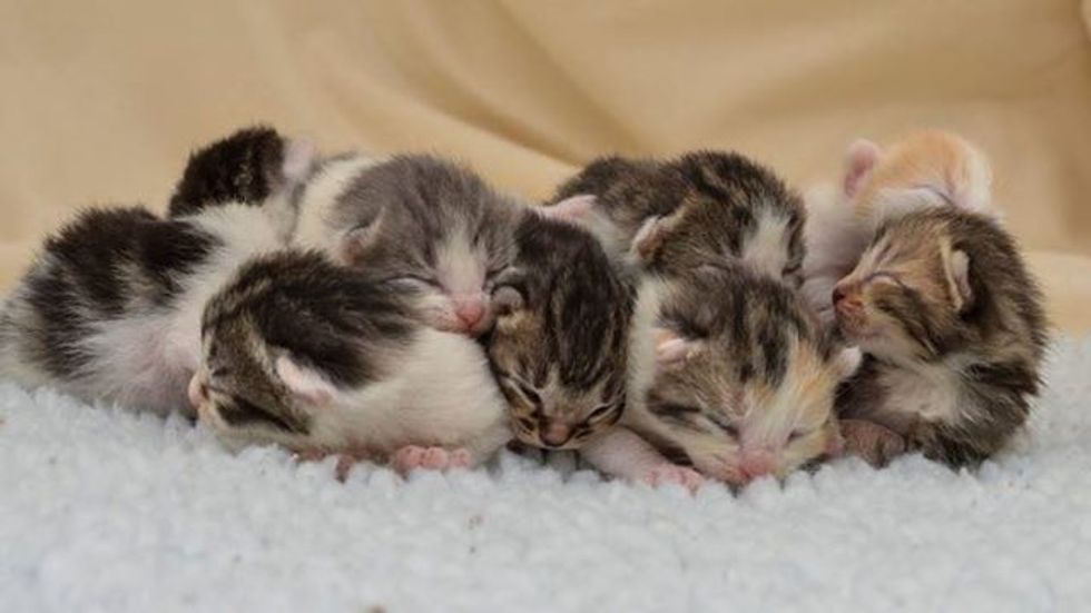 Sweet Rescue Cat Mother Gave Birth to 10 Baby Kittens - Love Meow