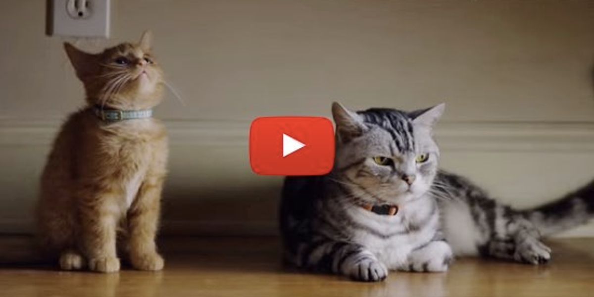 Dear Kitten: Regarding The Big Game - Love Meow