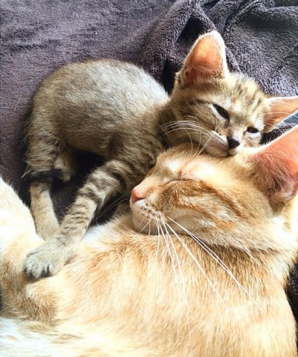 Orphan Kitten Finds a New Mom Who is Also a Rescue Cat - Love Meow