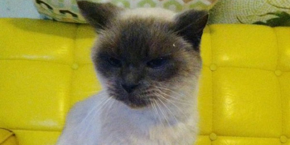 Muir, a 16 Year Old Blind and Deaf Stray Cat, Now Has Found a ...