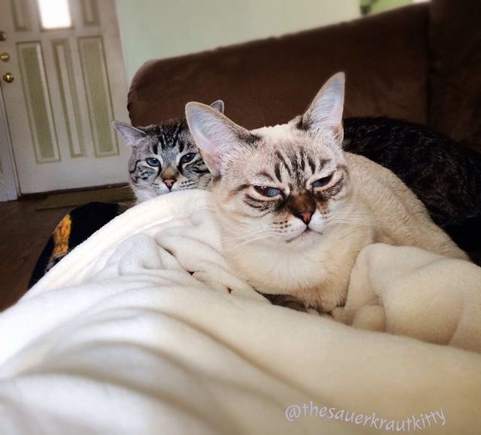 Meet Sauerkraut the Cat, the Grumpy Sourpuss - Love Meow