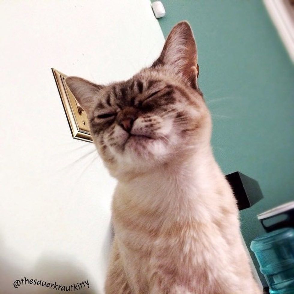 Meet Sauerkraut the Cat, the Grumpy Sourpuss - Love Meow