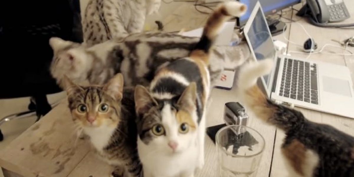 Watch These Lucky Humans Work in Office with Cats Around - Love Meow
