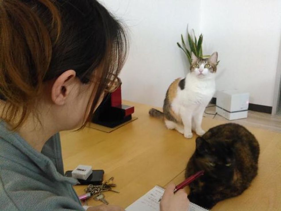 Company Adopts Rescue Cats to Help Employees Unwind and Improve ...