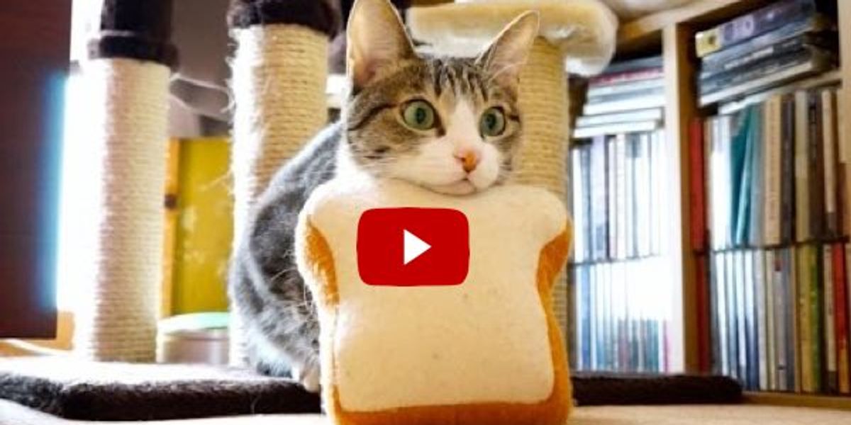Bread Cat Launches Like a Missile - Love Meow