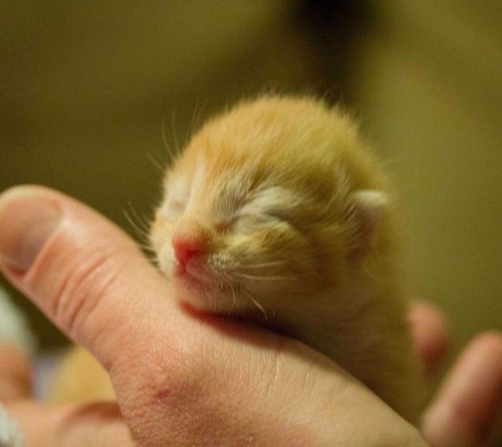 1 Week Old Orphan Kitten Finds a Surrogate Mom and a New Home - Love Meow