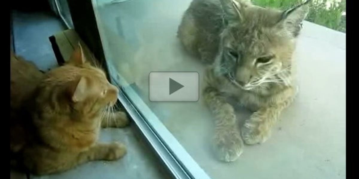 Walnut the Indoor Cat Meets a Bobcat - Love Meow