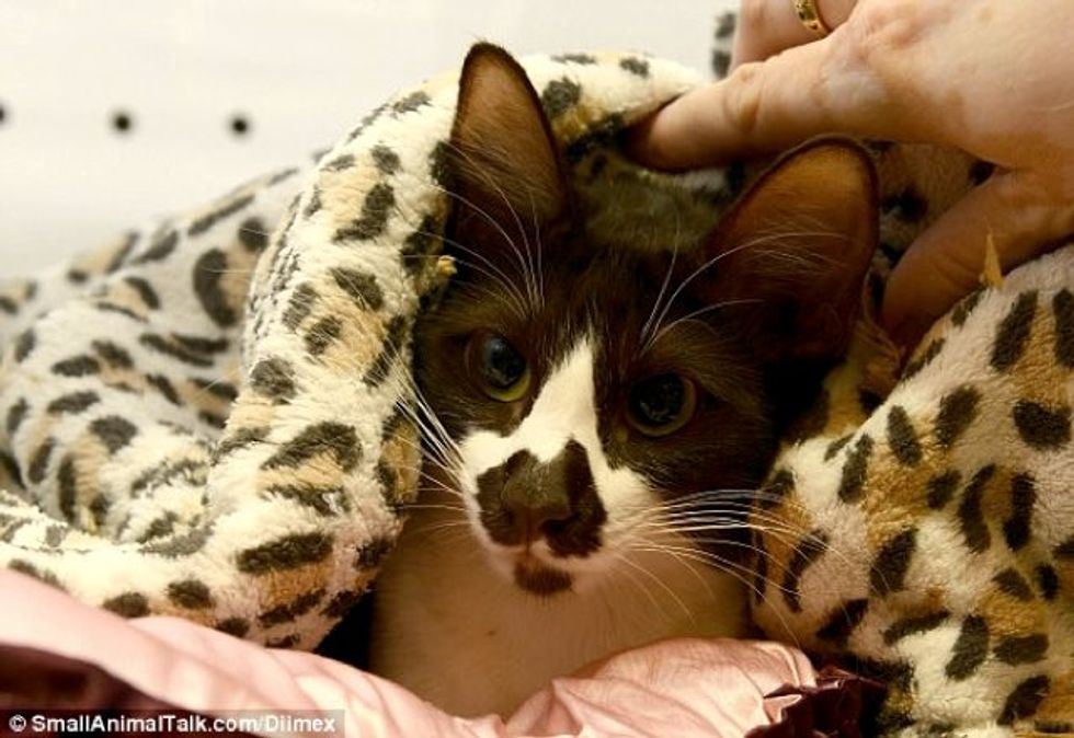 Oz the Cat Has the Purr-fect Map of Australia on Her Nose - Love Meow