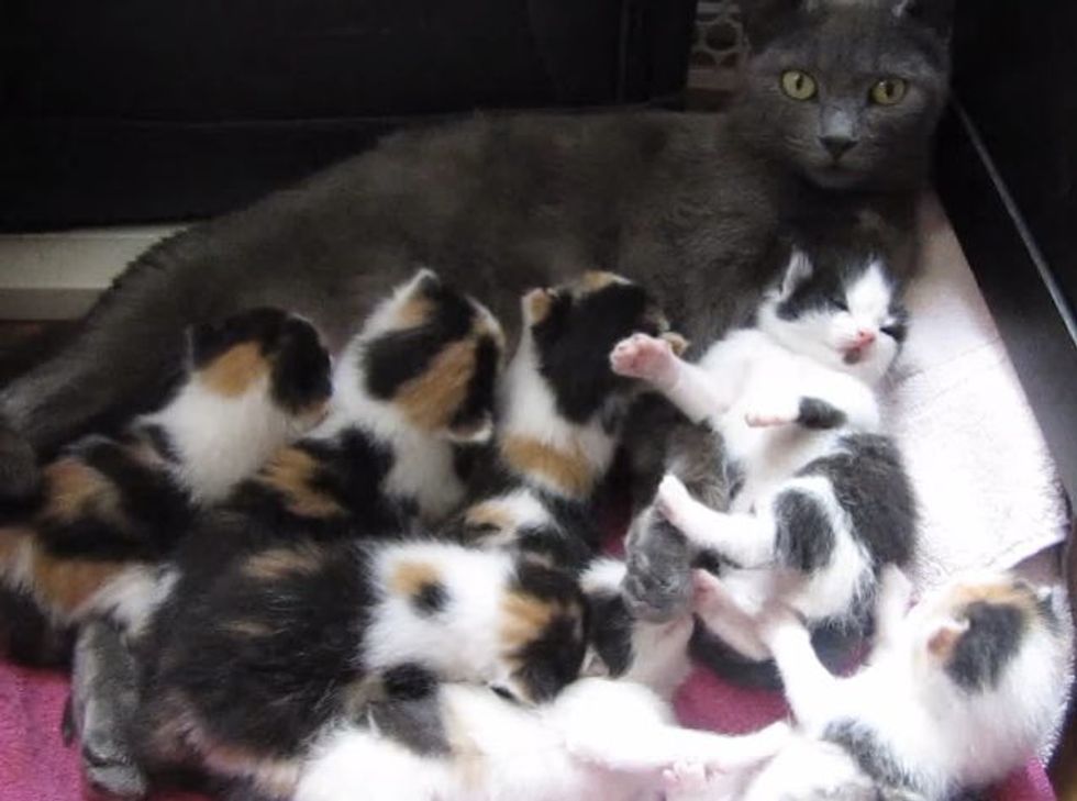 Rescue Cat Mama Nursing Her 8 Kittens: 7 Calico Girls, 1 Boy - Love Meow