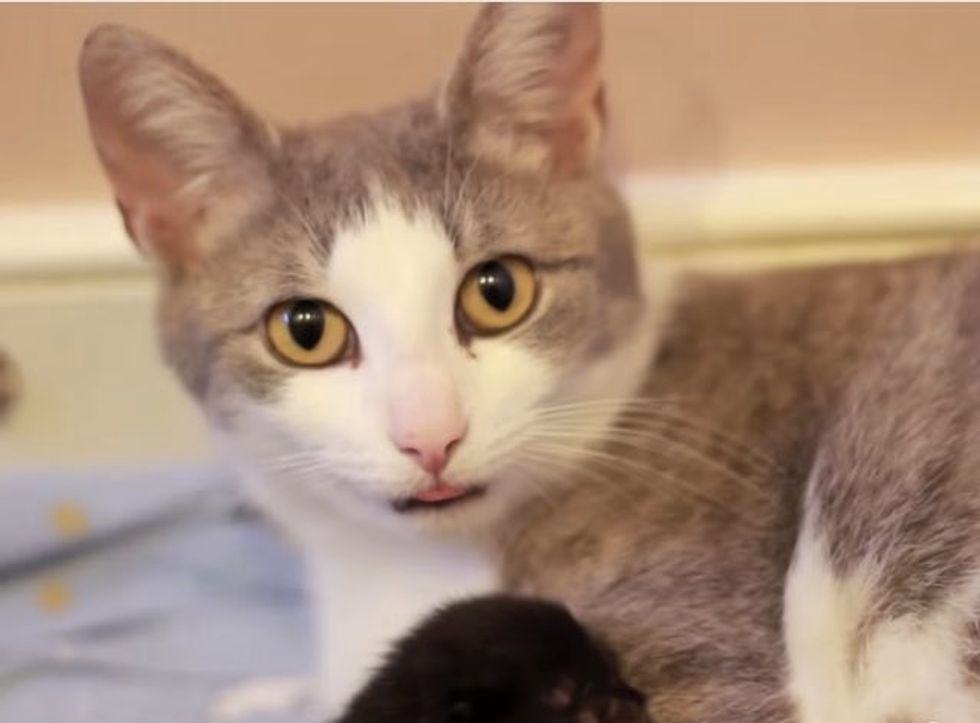 Soft Kitty Warm Kitty! These Five Kittens Born in Foster Care Will Warm ...