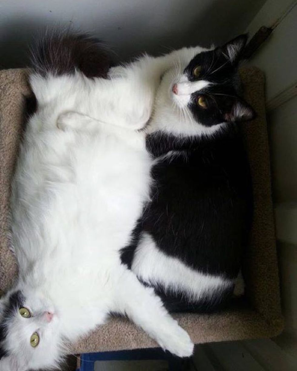 Two Rescue Cat Mamas Raise Their 12 Kittens Together! - Love Meow