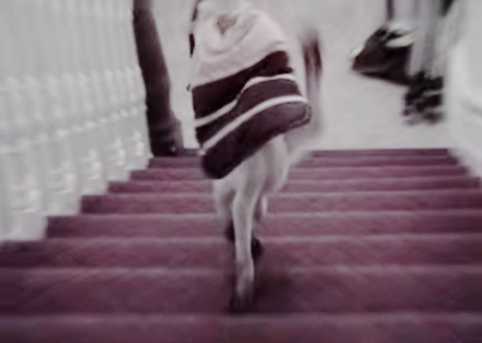 This Siamese Cat is Stomping Up Stairs with His Prize! It's Hilarious ...