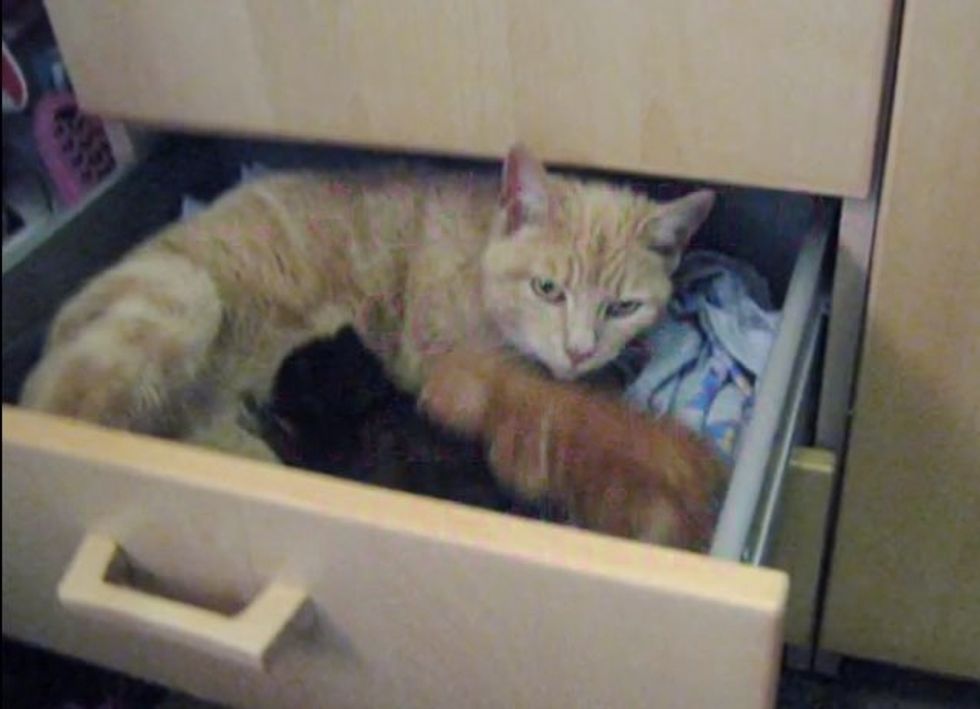 Stray Cat from Burned Down House Brings Her Kittens to Family for Help ...