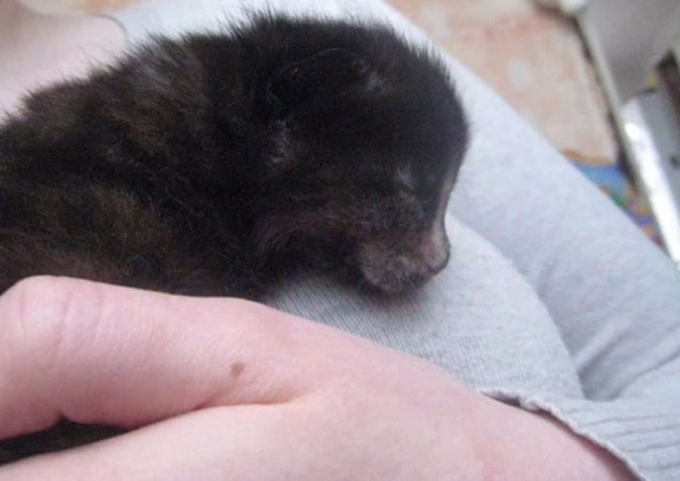 Stray Cat from Burned Down House Brings Her Kittens to Family for Help ...