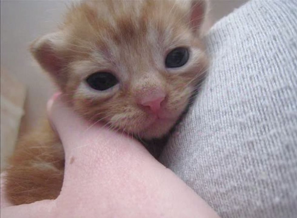 Stray Cat from Burned Down House Brings Her Kittens to Family for Help ...