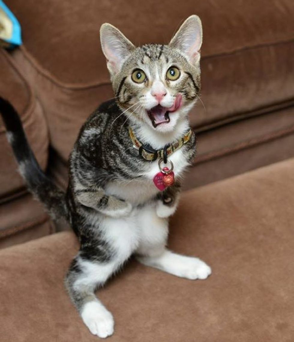 This Kitty Hops Like a Kangaroo and Lives Every Day to Its Fullest ...