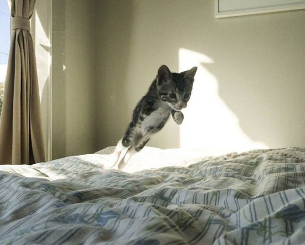 This Kitty Hops Like a Kangaroo and Lives Every Day to Its Fullest ...