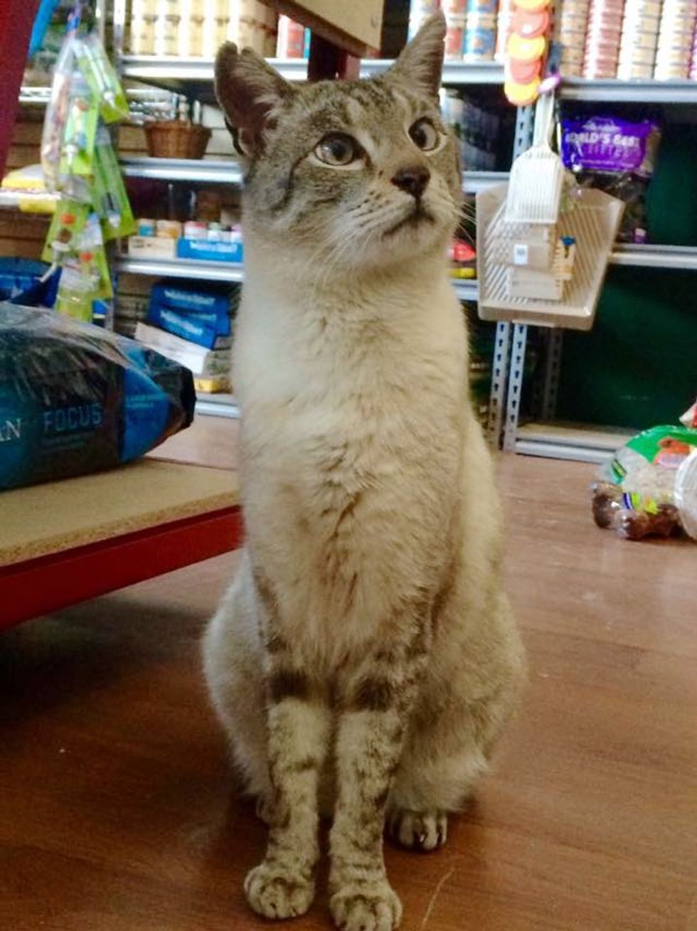Giant 25 Pound Stray Becomes Store Cat and Helps Other Kitties Get ...