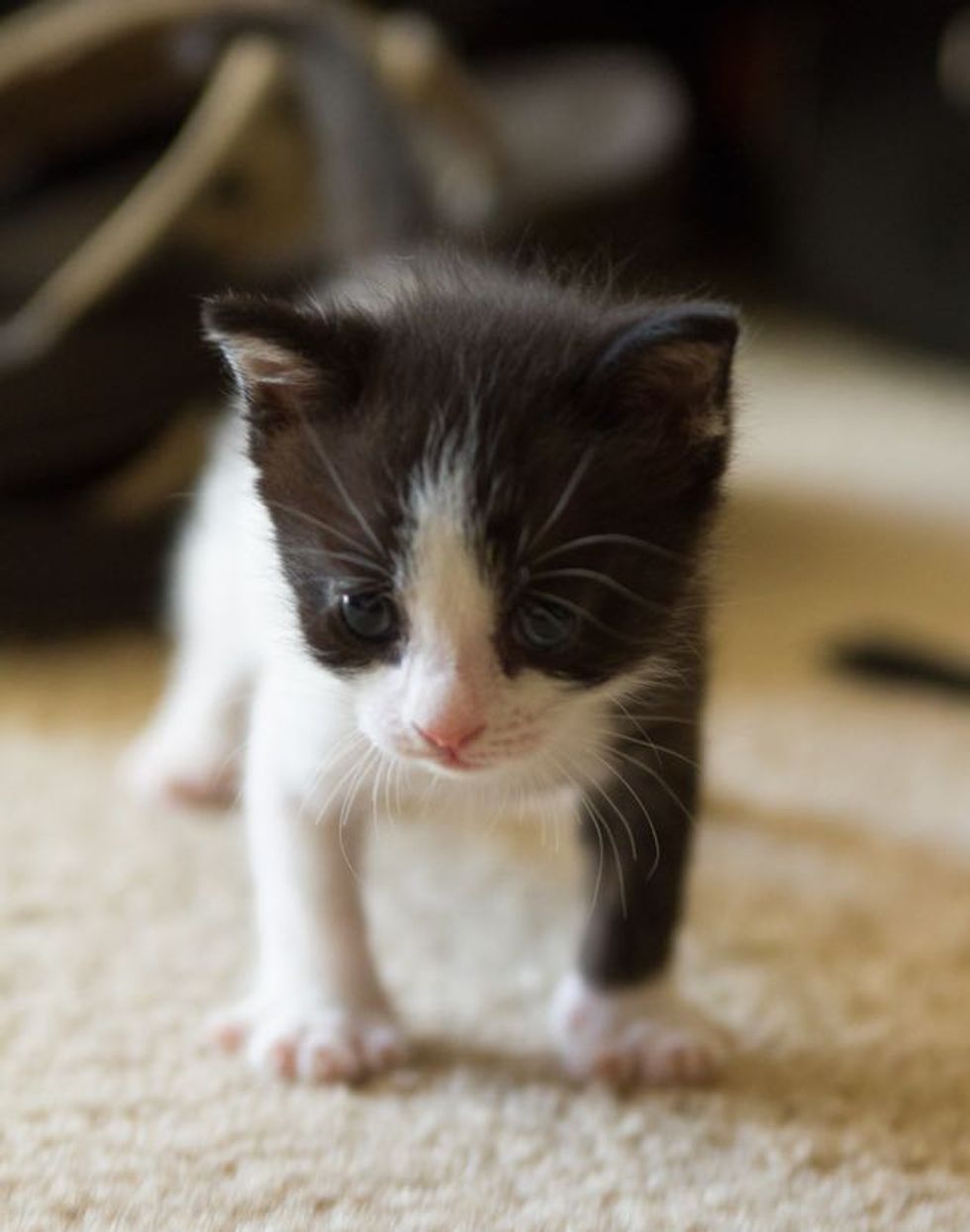 Orphaned Kitten Less Than 12 Hours Old Fights For Her Life, Now 2 Years ...