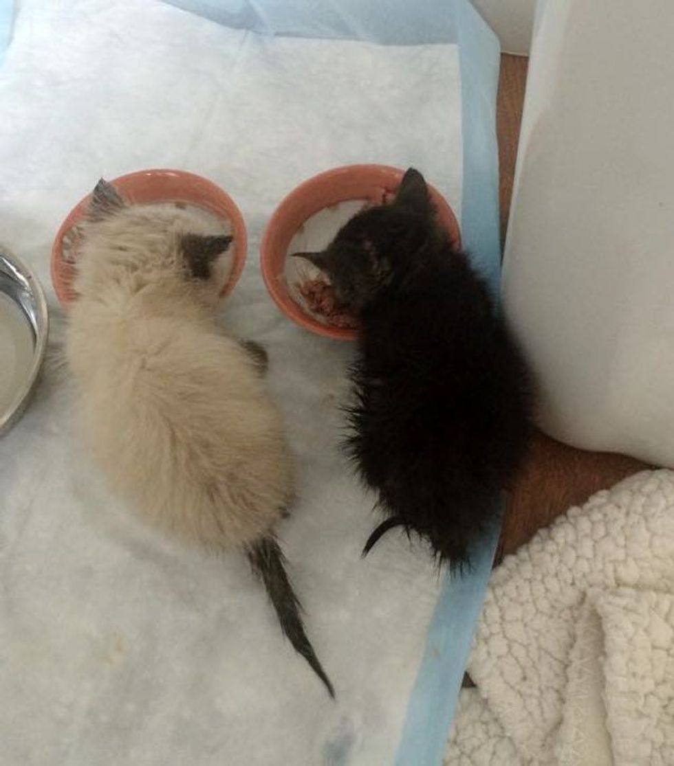 What a Second Chance Can Do. It Changes These Two Kittens' Lives ...