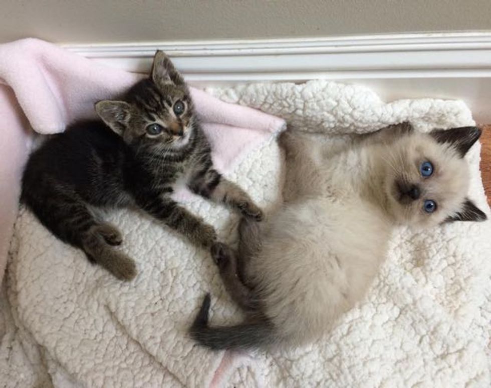 What a Second Chance Can Do. It Changes These Two Kittens' Lives ...
