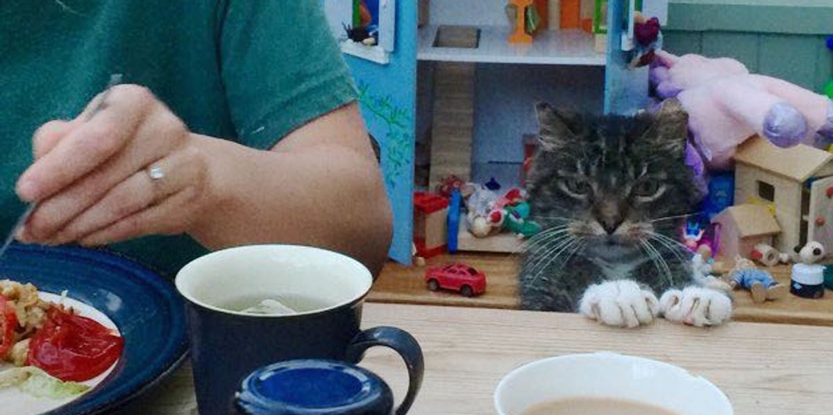 Every Meal Time for 19 Years. Meet Tumble the Cat! - Love Meow