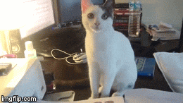 Waddling Kitten Making Her First Steps - Love Meow