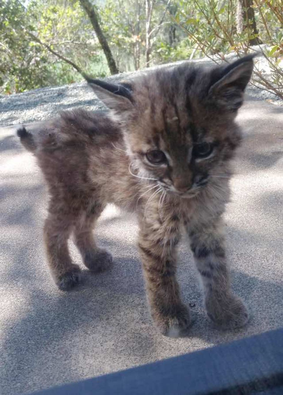 They Got a Surprise Visitor, a Tiny Baby Bobcat - Love Meow