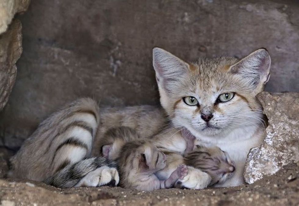 Rare Sand Cat Who Lost Her Mate Surprises Everyone with a Special ...