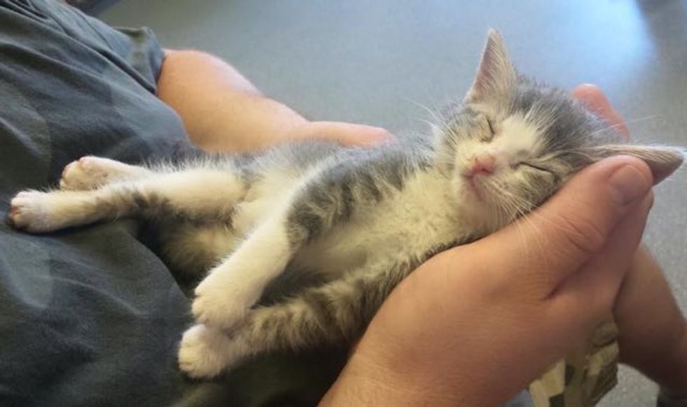 Rescuer Went to Heroic Lengths to Save Kitten from Drain Pipe as Water ...