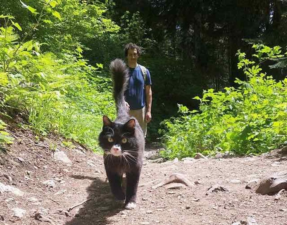 Adventurous Hiking Cat Takes His Humans on a Journey They Never ...