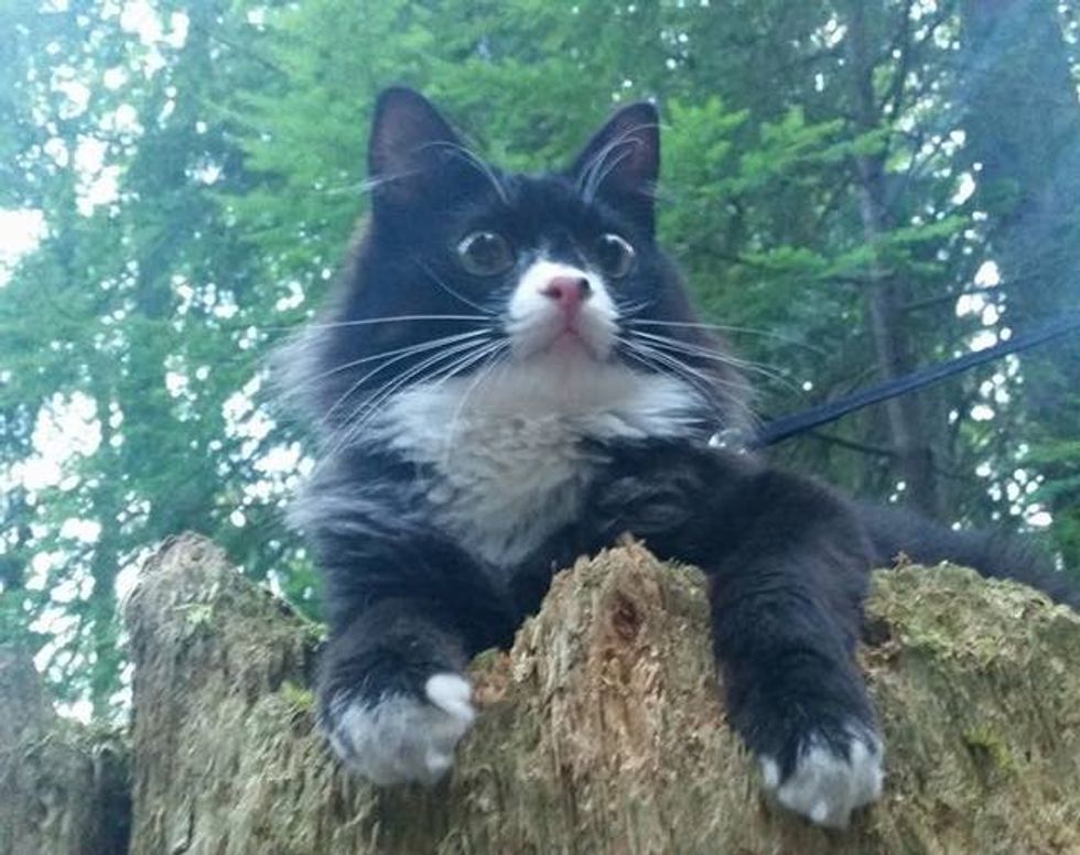 Adventurous Hiking Cat Takes His Humans on a Journey They Never ...
